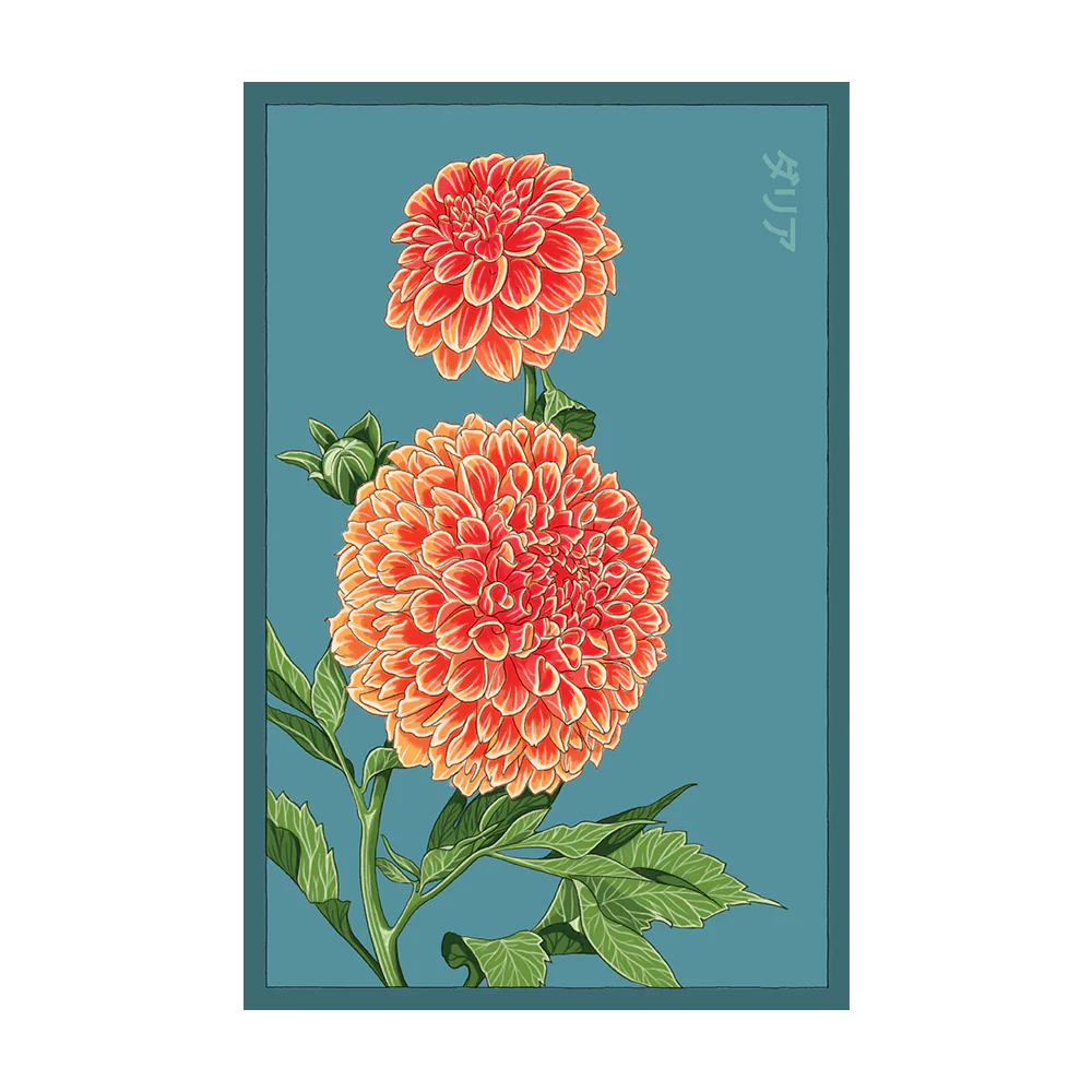 Dahlia Flower Seeds Packet – The Consortium Winchester and Romsey Hampshire